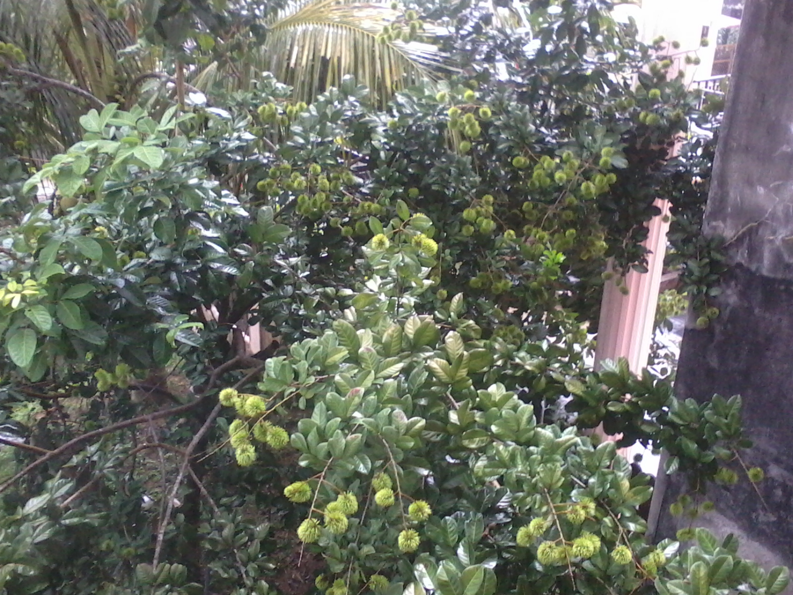 ::HOPE::: MY RAMBUTAN TREE